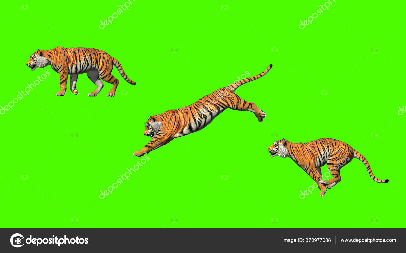 Tigre Du Bengale Sautant