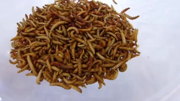 Vidéos pour Manger des insectes, Manger des insectes clips vidéo HD ...