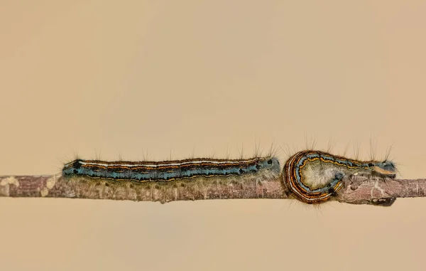 Diaethria caterpillar Stock Photos, Royalty Free Diaethria caterpillar ...