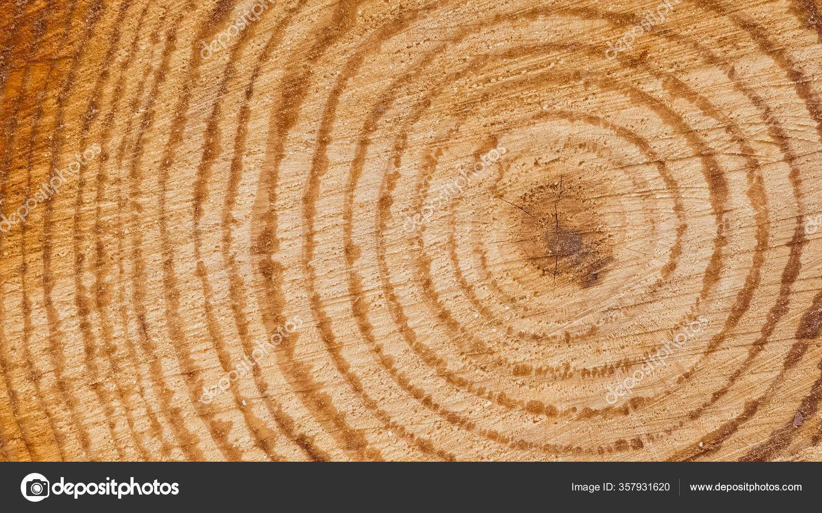 Tree Stumps Interesting Tree Surface Patterns Photos — Stock Photo ...