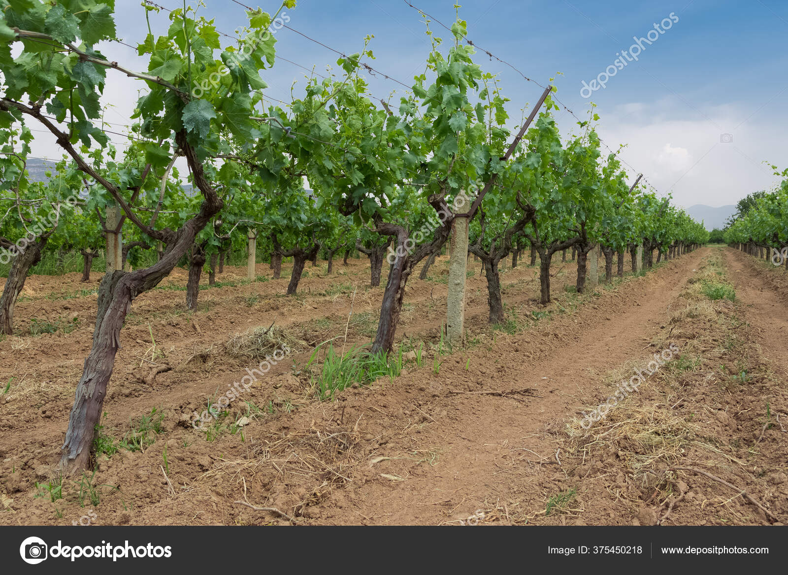 Photos Orchards Grape Trees — Stock Photo © benburdayimzaten #375450218
