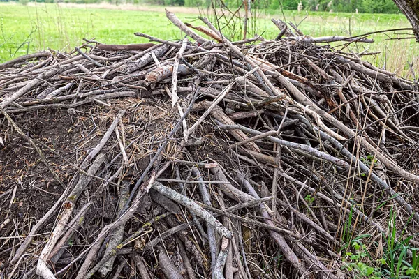Dientes de castor fotos de stock, imágenes de Dientes de castor sin ...
