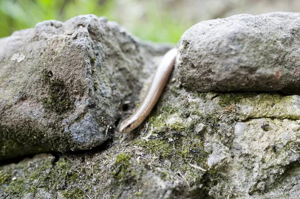 Stone snake Stock Photos, Royalty Free Stone snake Images | Depositphotos