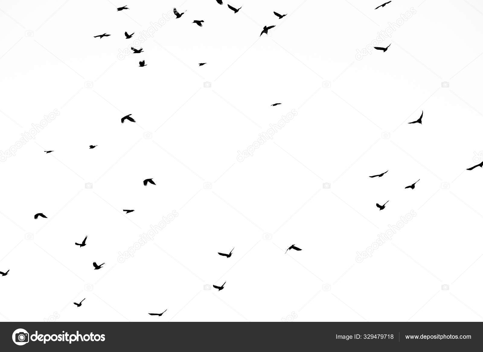Real photo of flying crows on the white sky hi-res texture for d ...