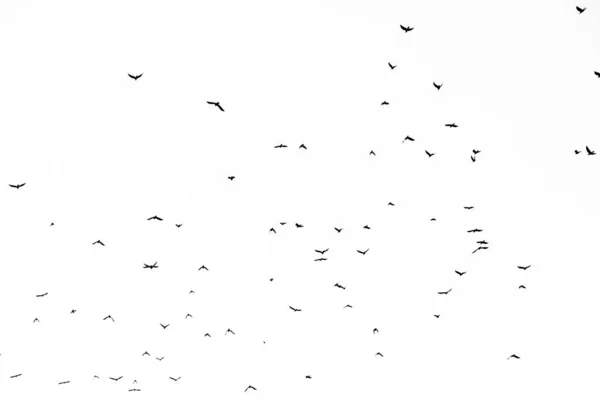 Crows flying Stock Photos, Royalty Free Crows flying Images | Depositphotos