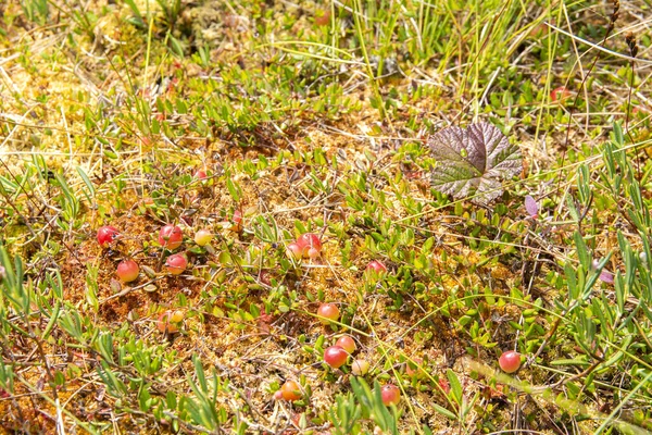 Tundra rostliny Stock Photos, Royalty Free Tundra rostliny Images ...