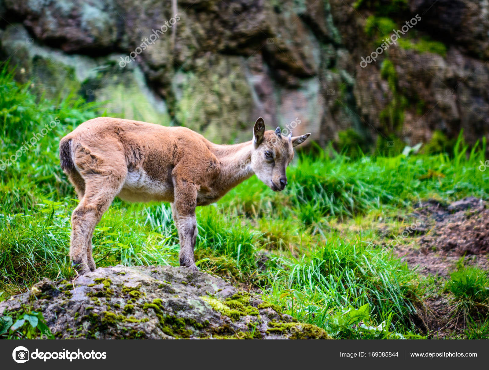 Himalayan Blue Sheep