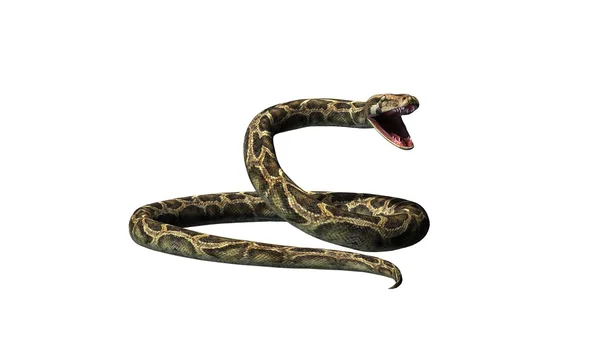 Set Python Isolated White Background — Stock Photo © bestofgreenscreen ...