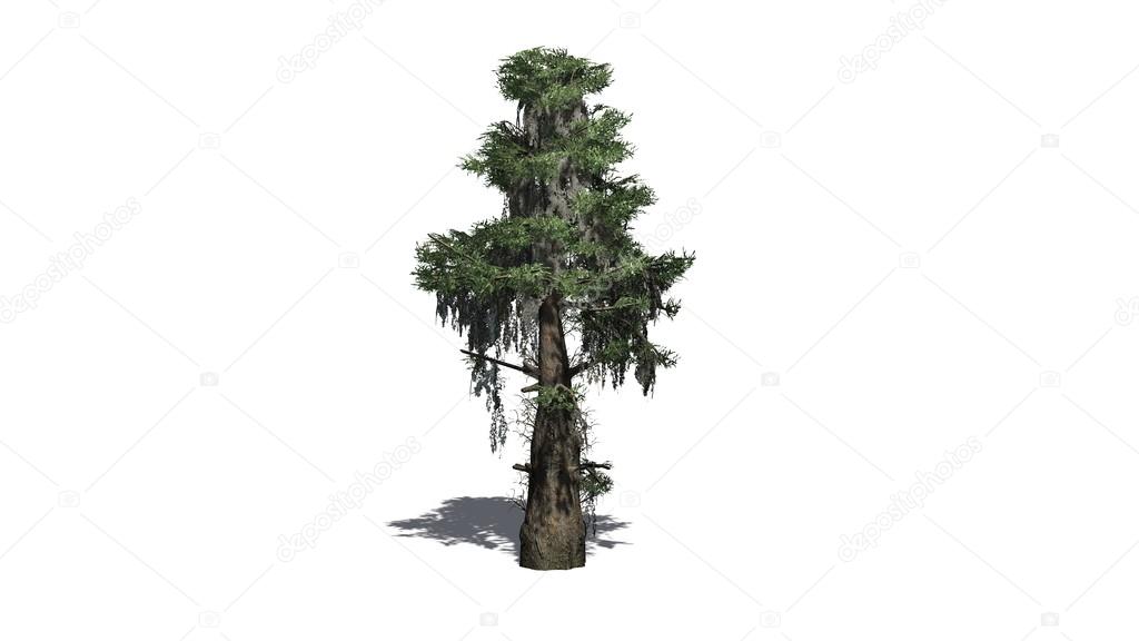Bald cypress tree with shadow - separated on white background — Stock ...
