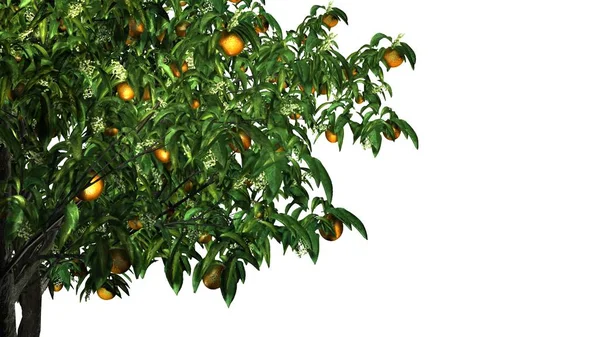 Orange tree background Stock Photos, Royalty Free Orange tree ...