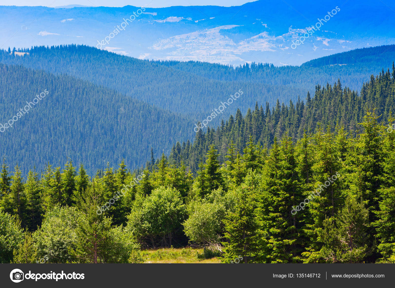 Pine Trees And Mountains