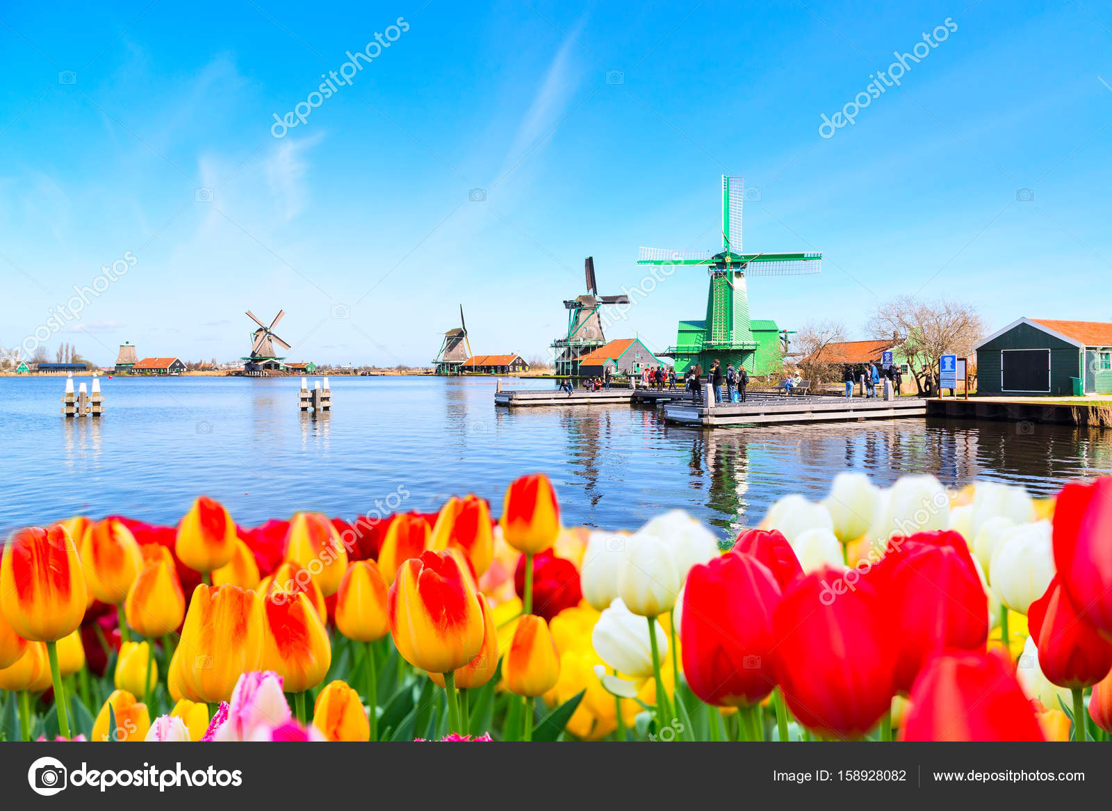 Panorama de fondo de Holanda con tulipanes y molino de viento verde de ...