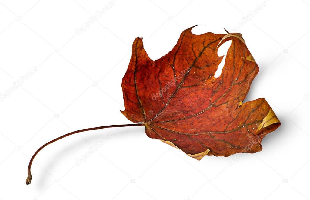 Dry maple leaf with curled edges horizontally — Stock Photo © Cipariss ...