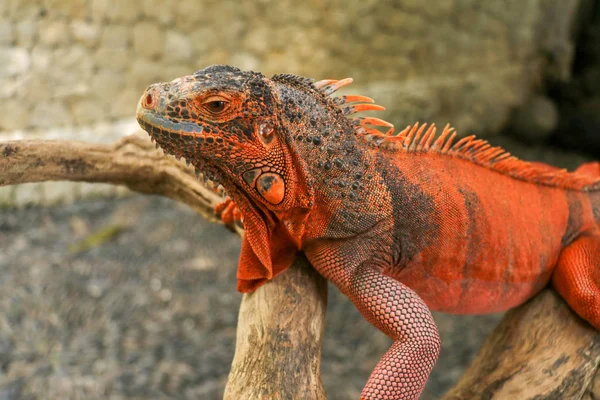 Close-up Head of Reptile. Young male Red Iguana detail of an iguana camouflaged in nature. This ...