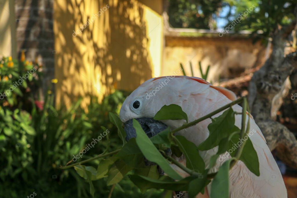 Hermoso loro cacatúa molucca sentado en rama seca en el parque ...