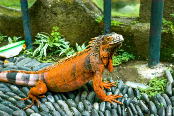 Red Iguana Wallpaper