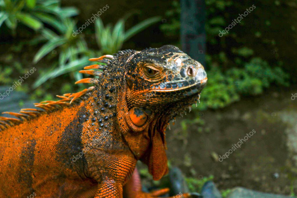 Vista lateral de la cabeza de Iguana Roja. Iguana retrato vista lateral ...