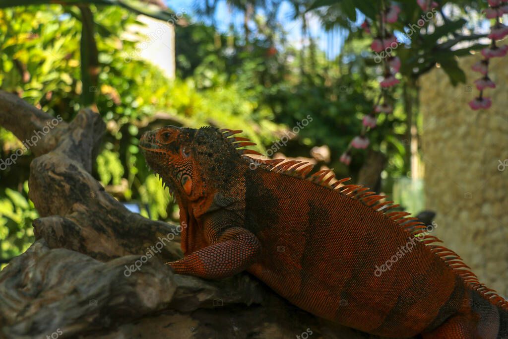 Vista lateral de la cabeza de Iguana Roja. Iguana Roja trepando al ...