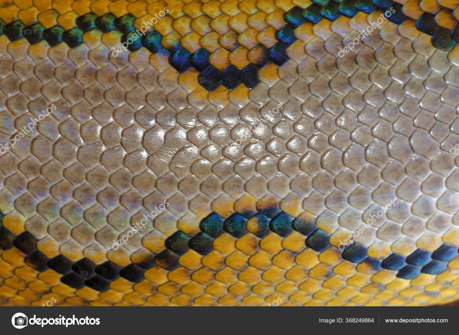 Close Snake Skin Texture Use Background Reticulated Python Non Venomous ... Close Snake Skin Texture Use Background Reticulated Python Non Venomous ...