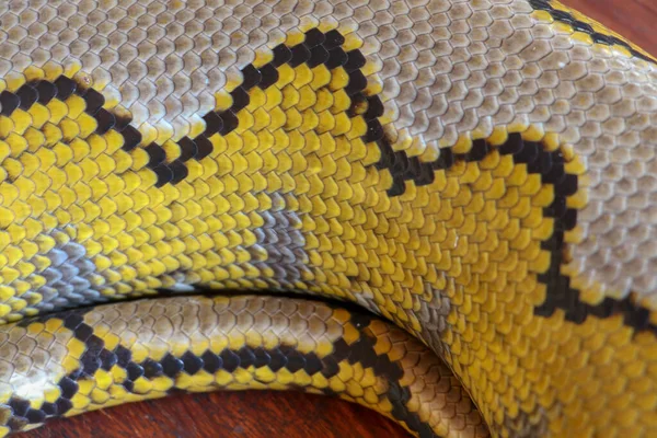 Close Snake Skin Texture Use Background Reticulated Python Non Venomous ...