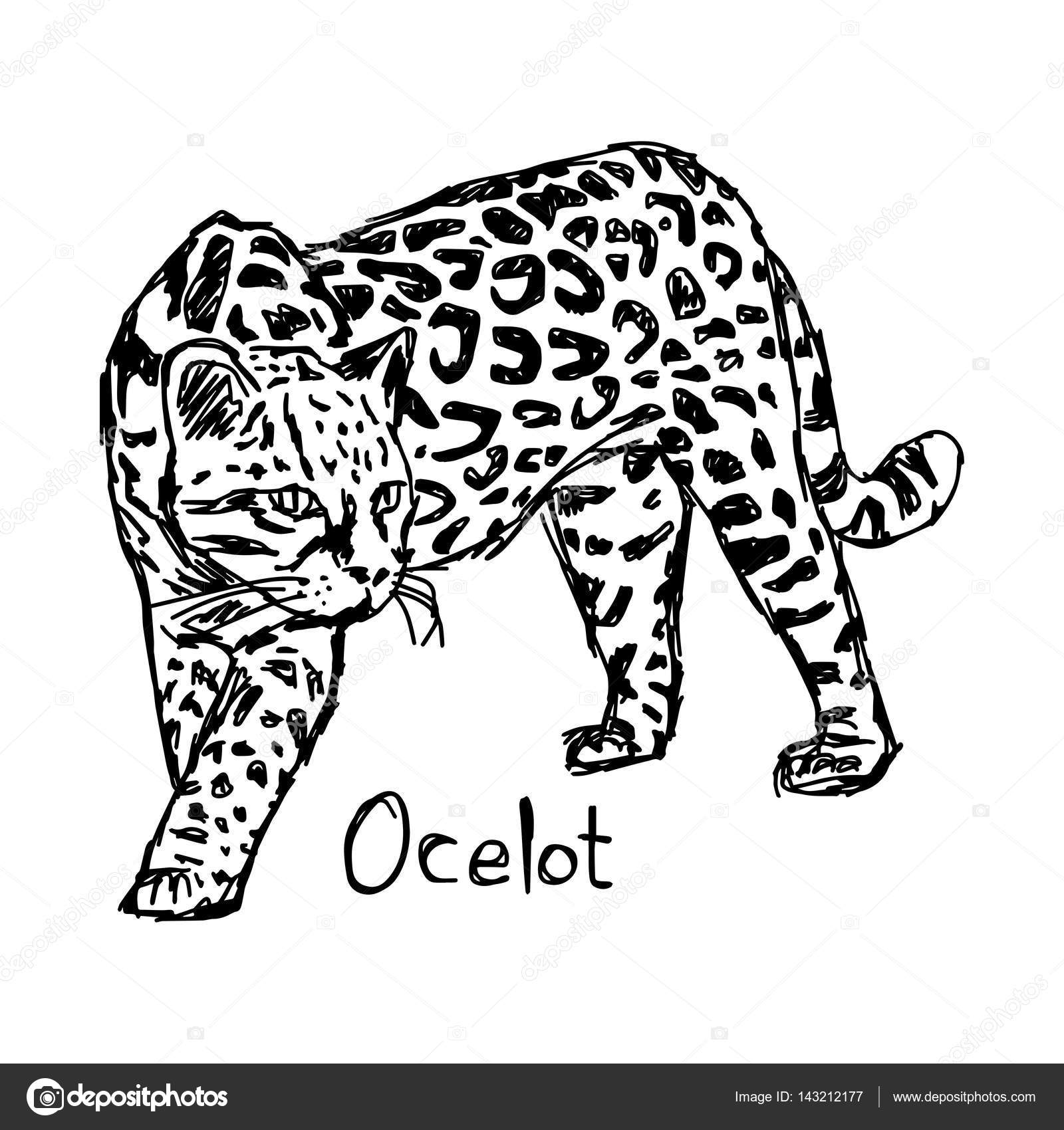Ocelot - vector illustration sketch hand drawn with black lines ...