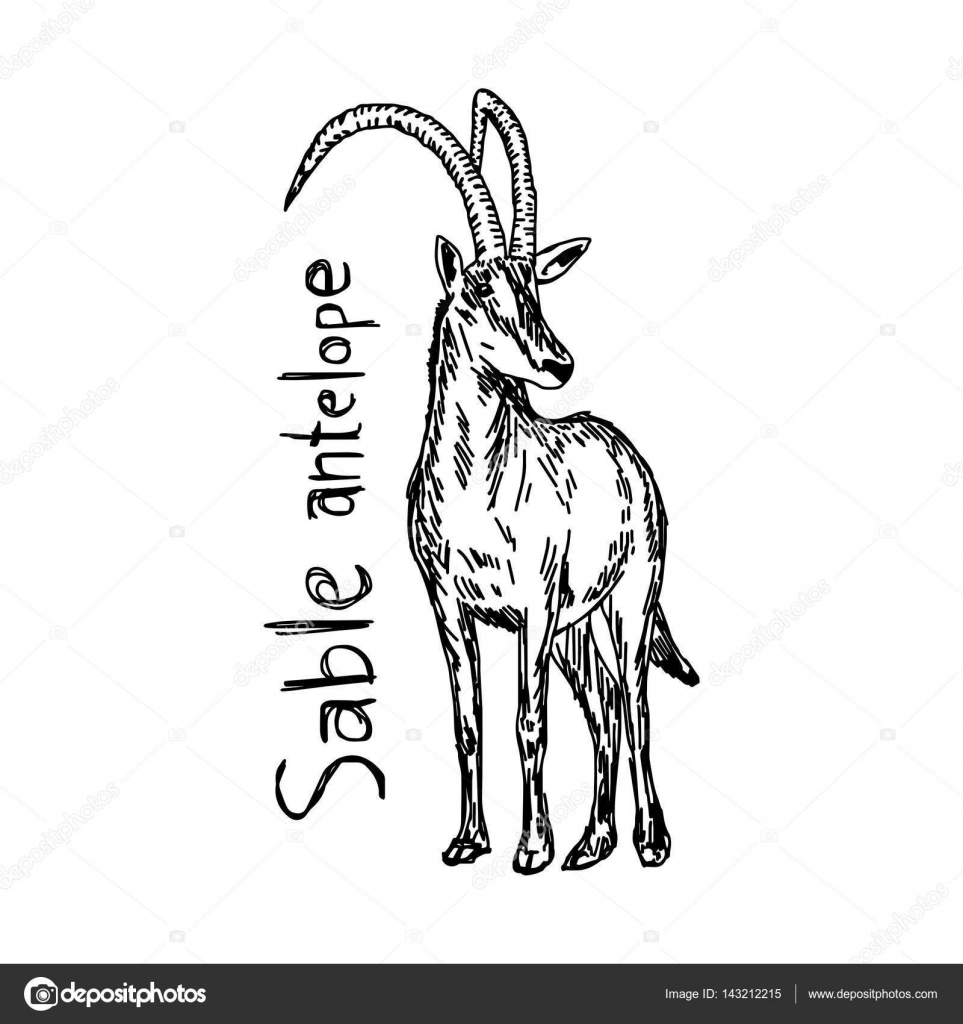 Sable Antelope Drawing