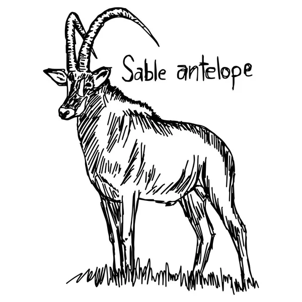 Sable antelope Stock Vectors, Royalty Free Sable antelope Illustrations ...