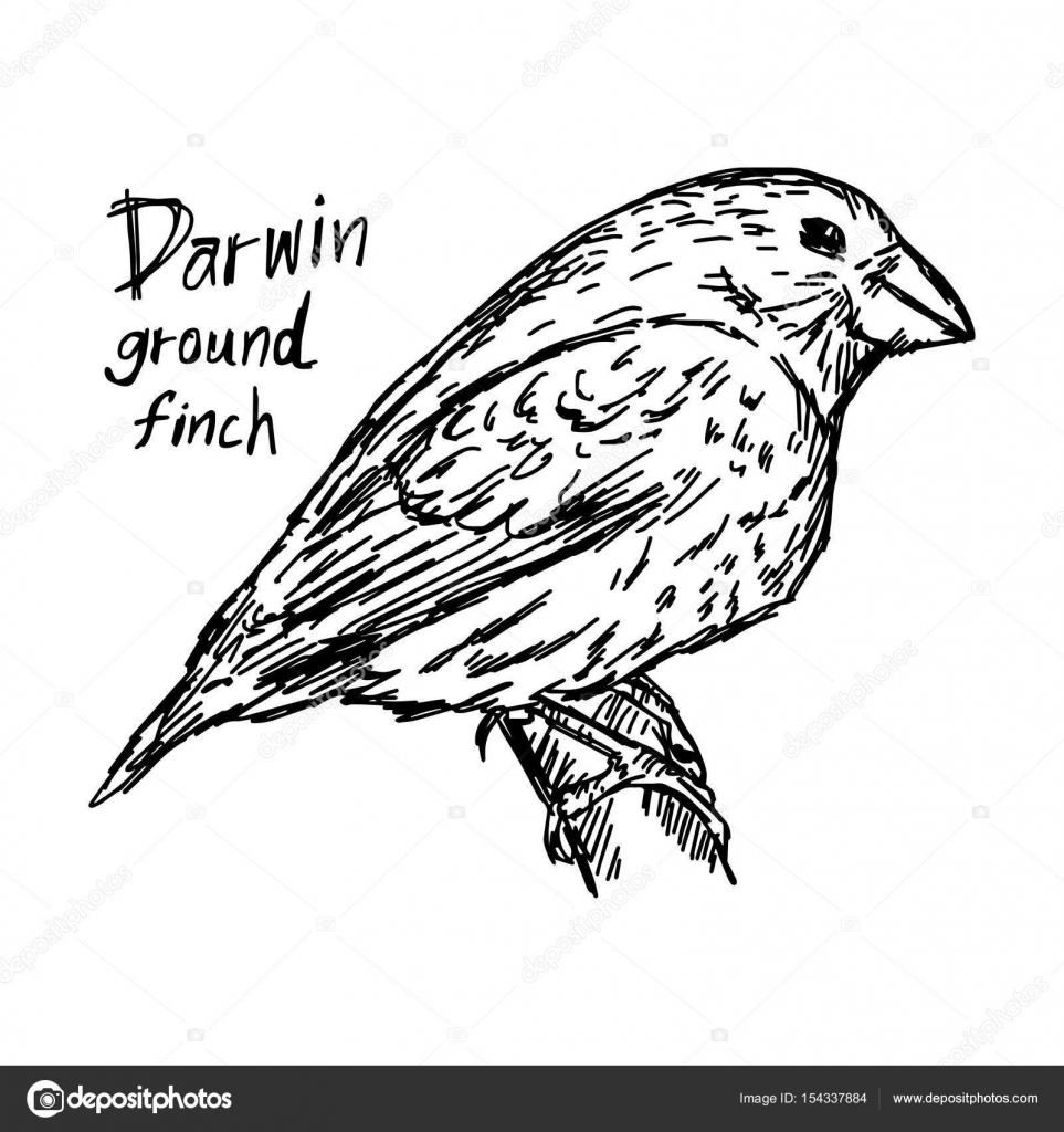 Woodpecker Finch Drawing