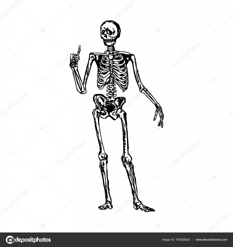 Human skeleton pointing up or explaining something vector illustration ...