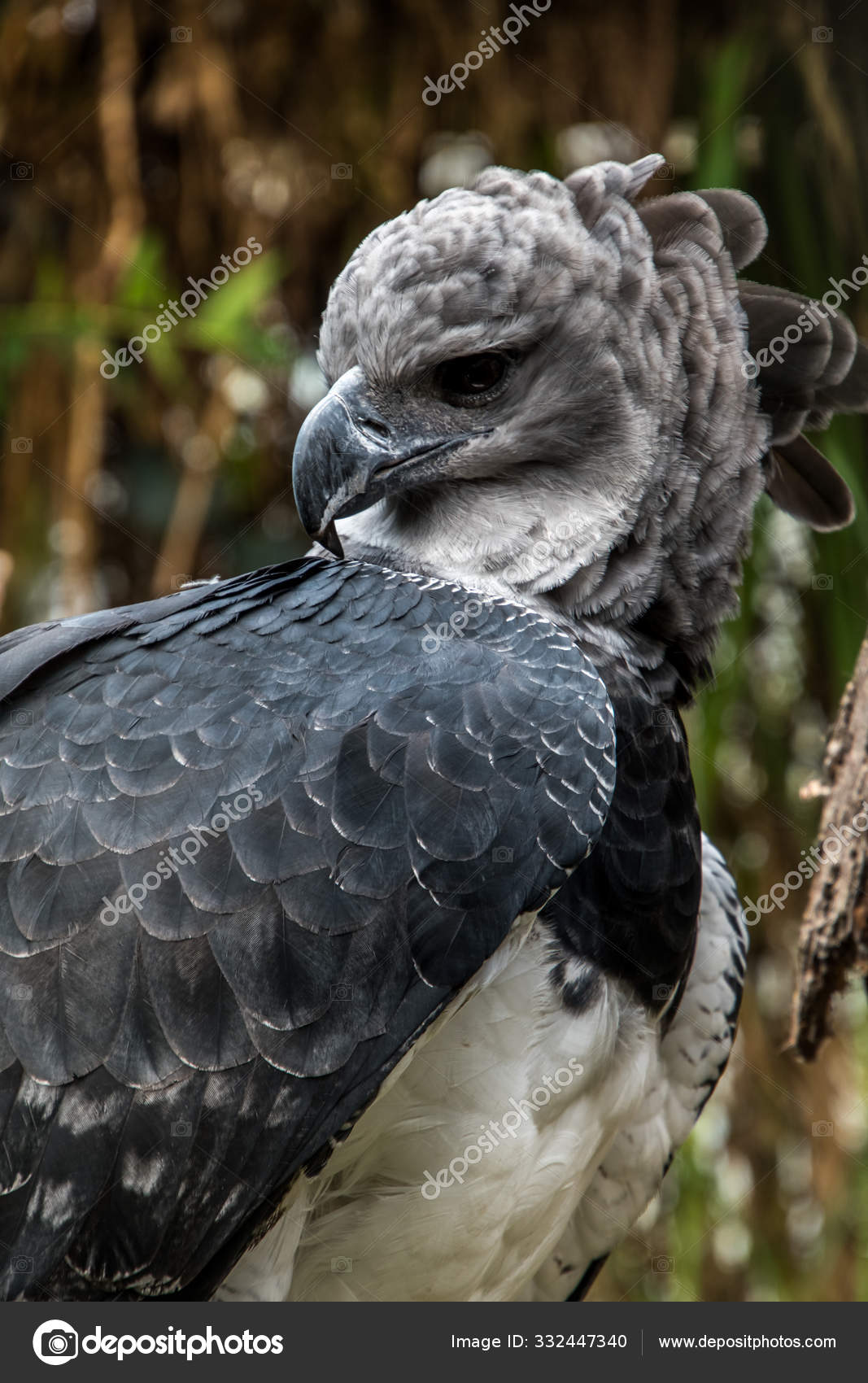 Falconry Harpy Eagle
