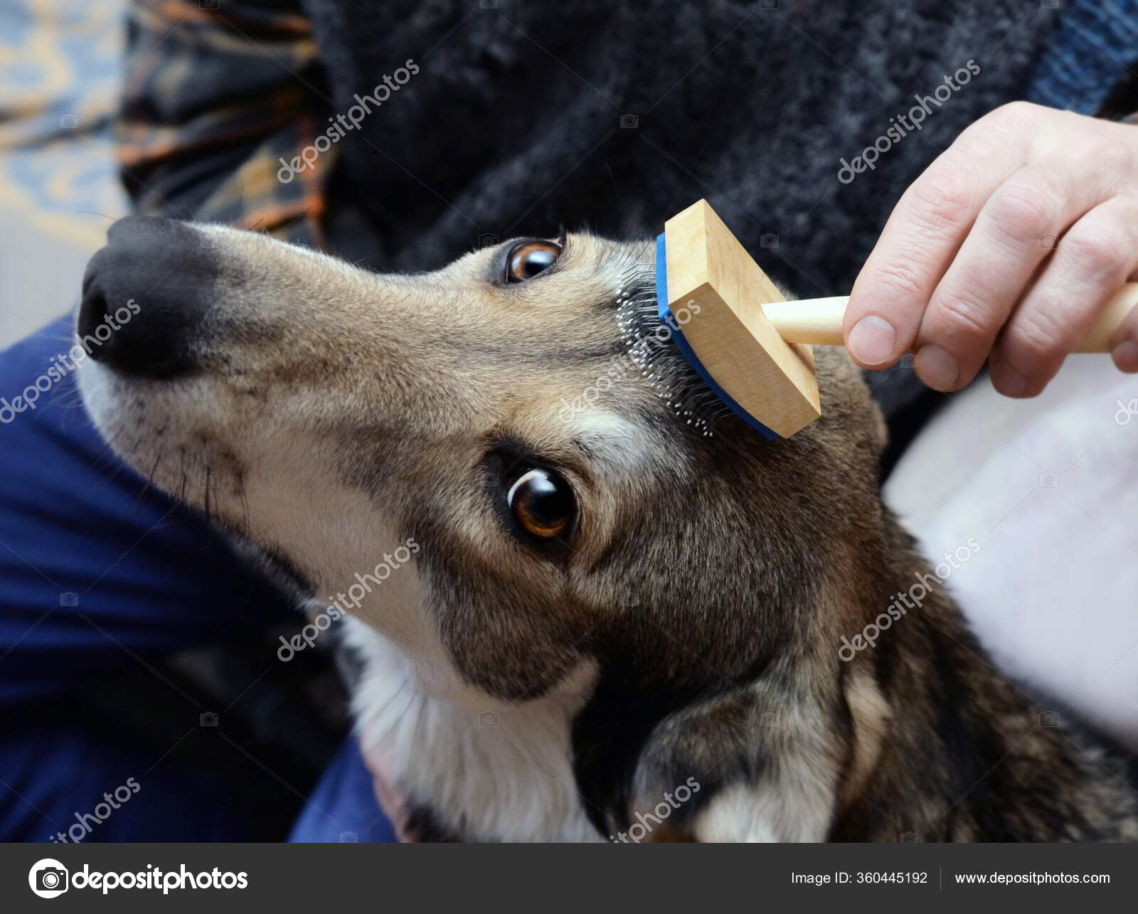 Hand Man Who Brushes His Dog Hair Using Slicker Focus Stock Photo by ...