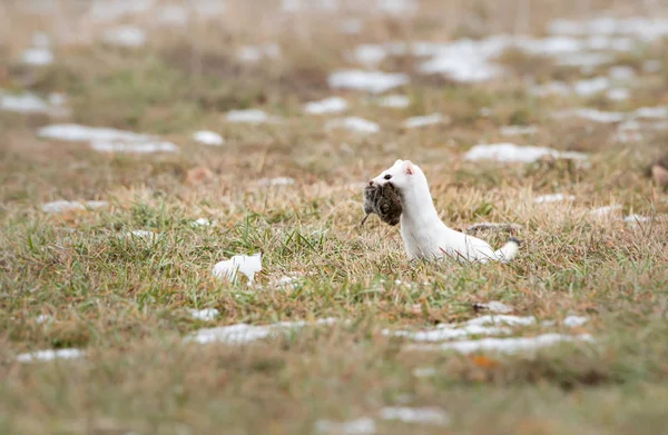 White ermine Stock Photos, Royalty Free White ermine Images ...
