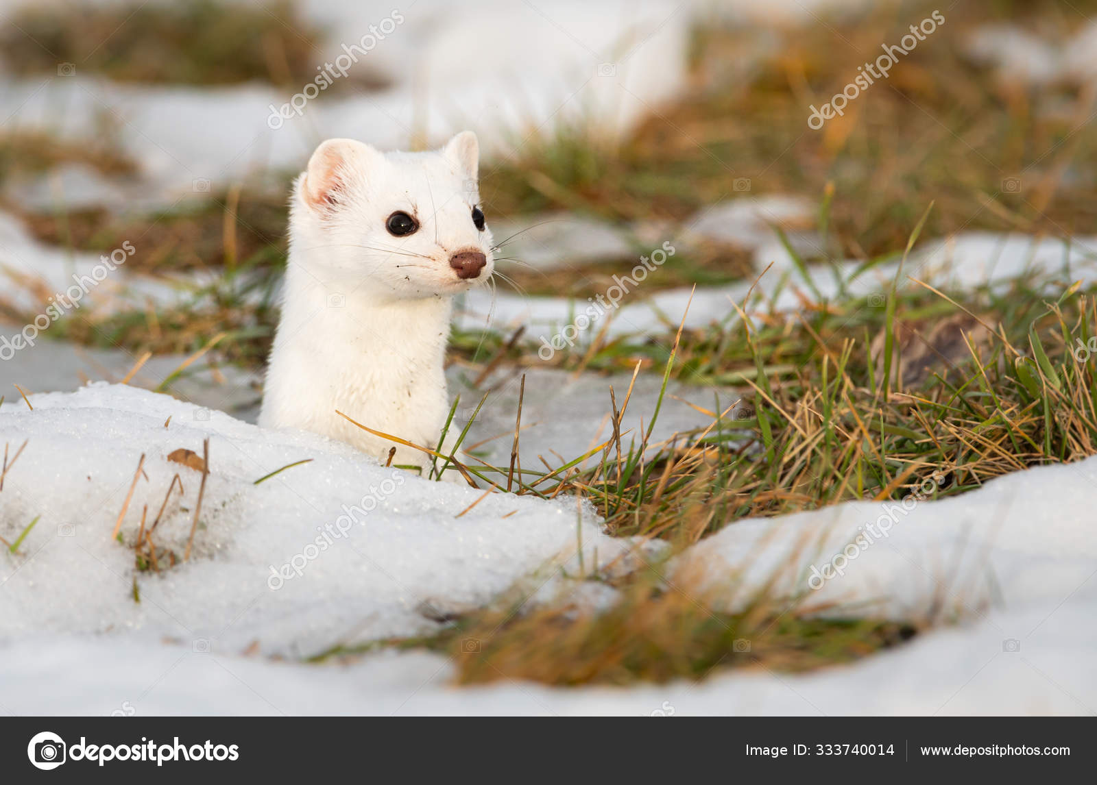 Ermine In The Tundra