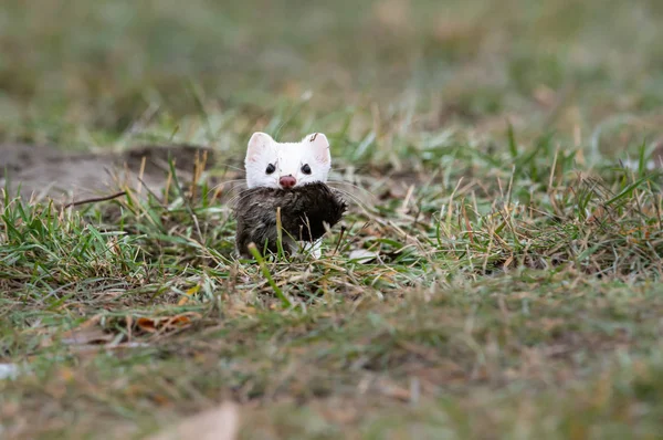 White ermine Stock Photos, Royalty Free White ermine Images ...