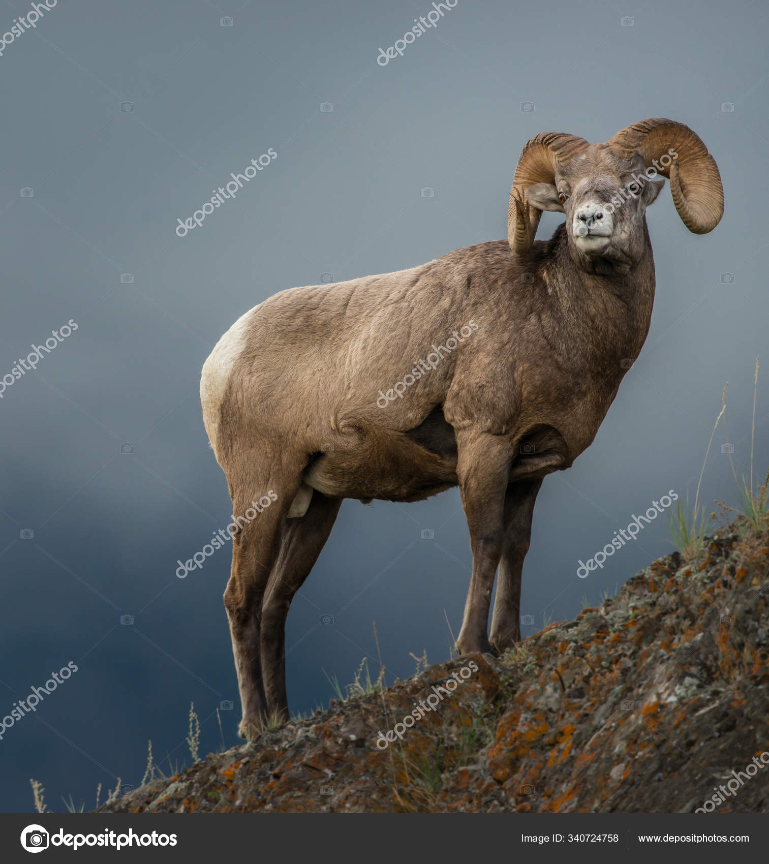 Wild Bighorn Ram Animal Nature Fauna — Stock Photo © jill@ghostbear.org ...