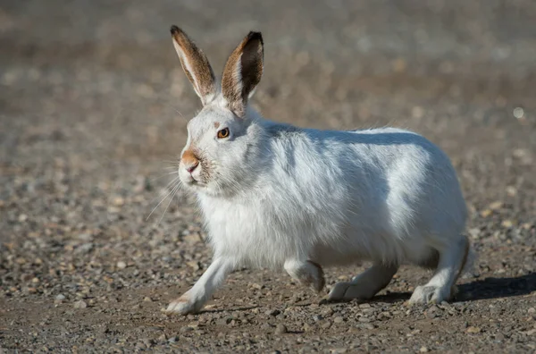 Black tailed jackrabbit Stock Photos, Royalty Free Black tailed ...