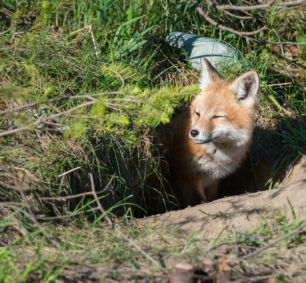 Foxhole Stock Photos, Royalty Free Foxhole Images | Depositphotos