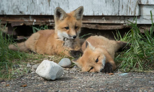 Two babies one fox comic图库照片、免版税Two babies one fox comic图片|Depositphotos