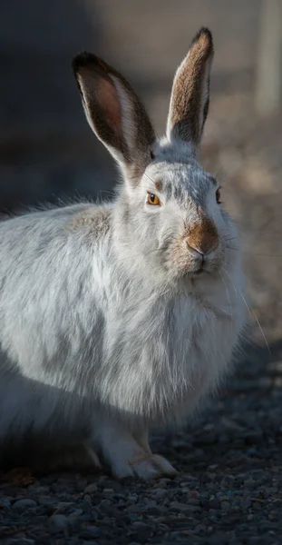 Jack rabbit Images - Search Images on Everypixel