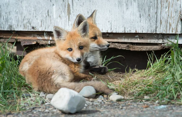 Fox and kids Stock Photos, Royalty Free Fox and kids Images | Depositphotos