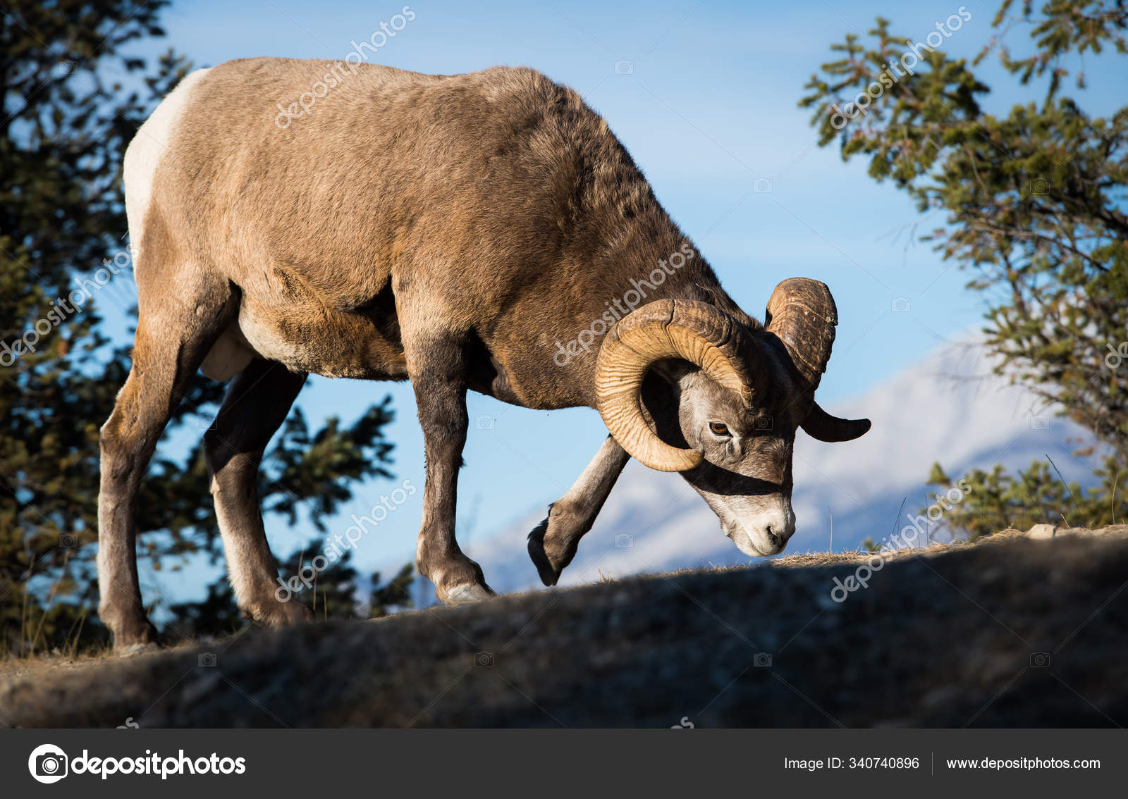 Bighorn Sheep Ram Nature Fauna Stock Photo by ©jill@ghostbear.org 340740896