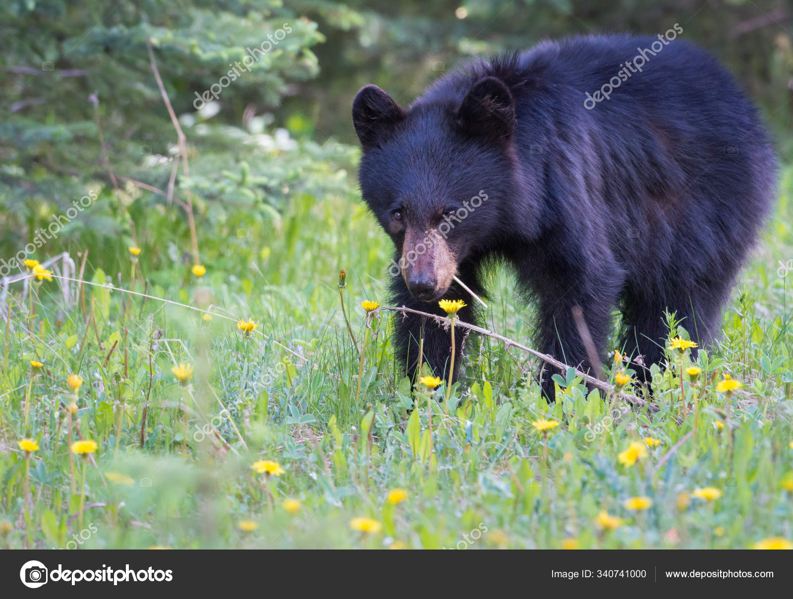 Wild Black Bear Nature Fauna — Stock Photo © jill@ghostbear.org #340741000
