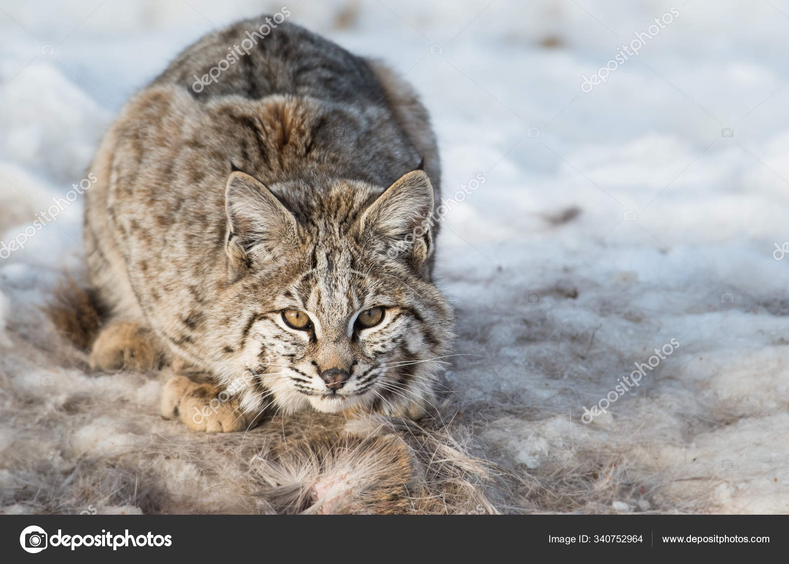 Wild Bobcat Nature Fauna Stock Photo by ©jill@ghostbear.org 340752964