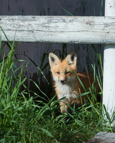 Fox on fence Stock Photos, Royalty Free Fox on fence Images | Depositphotos