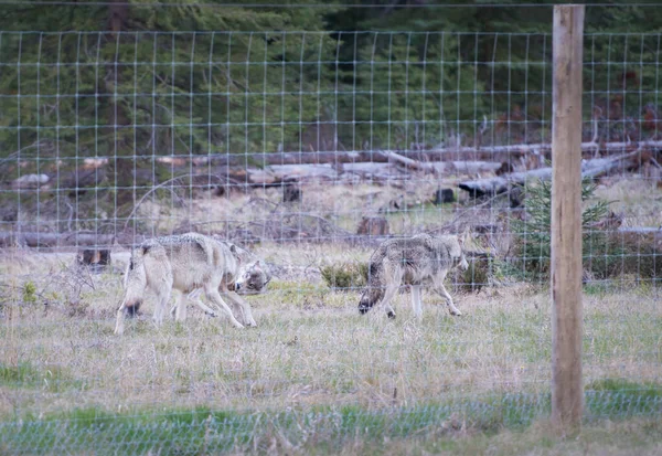 Meania wolf siblings and cousins full images libres de droit, photos de ...
