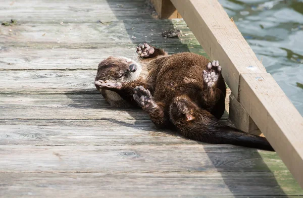 River Otters Sleeping