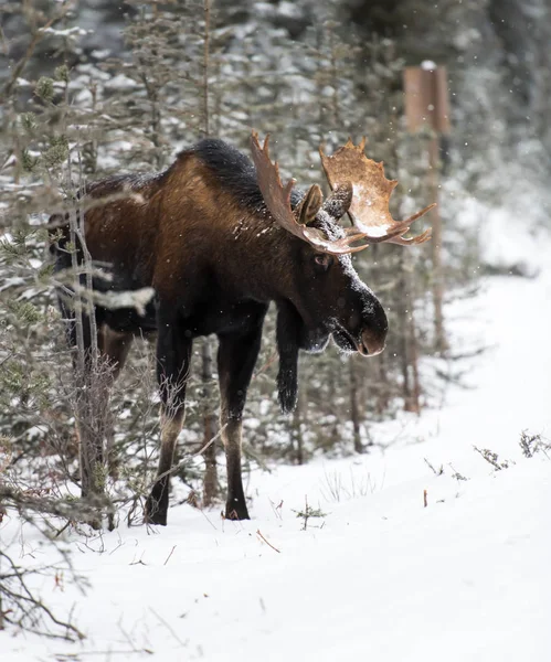 Arctic Moose In Snow