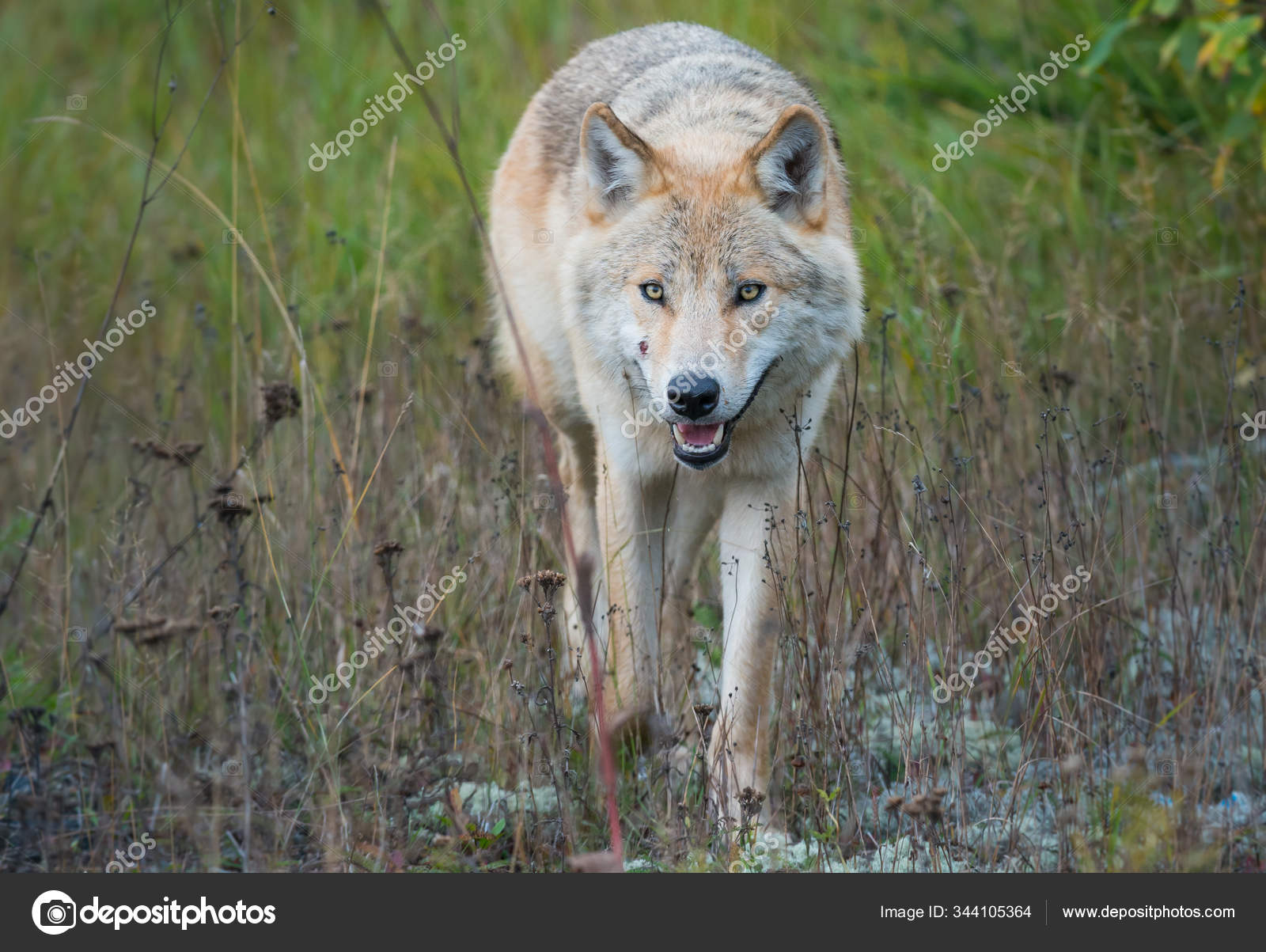 Eastern Canadian Wolf