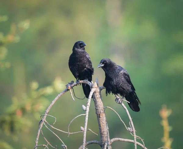 Raven pair Stock Photos, Royalty Free Raven pair Images | Depositphotos