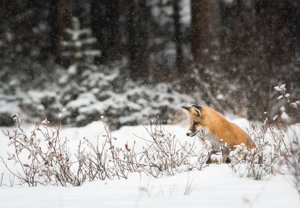 Red fox snow Stock Photos, Royalty Free Red fox snow Images | Depositphotos